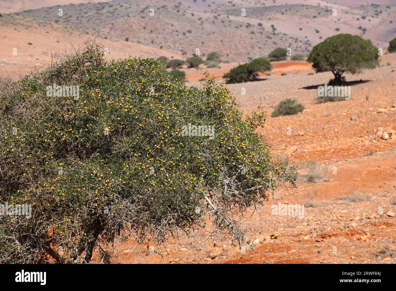 Argan tree fruit in Morocco. Argania tree species endemic to Sous ...