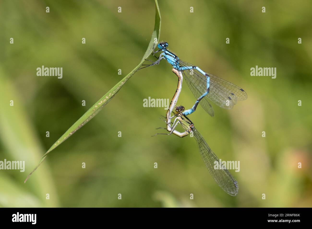 Common blue damselflies mating Stock Photo - Alamy