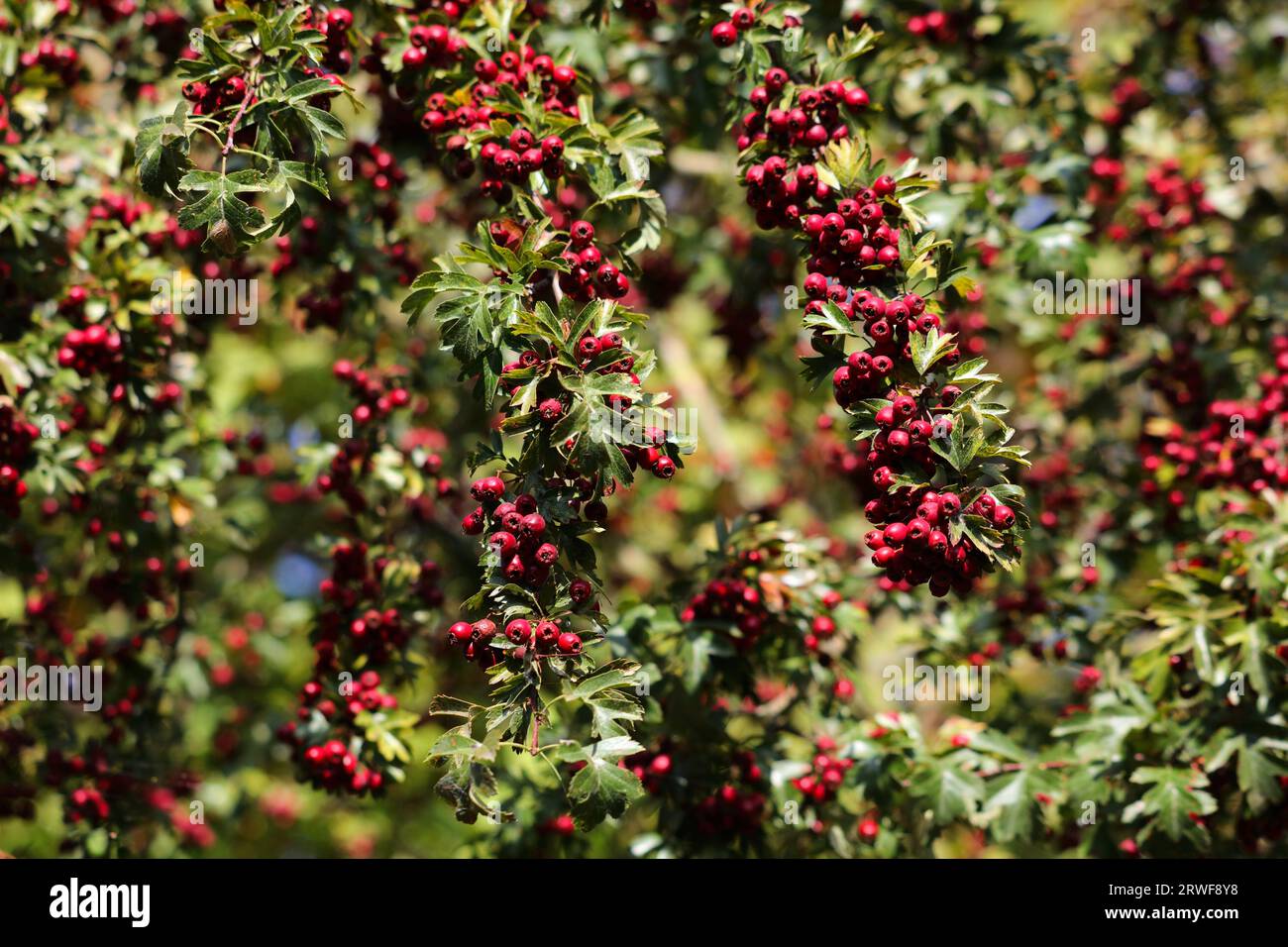 German nature. Common hawthorn bush species (Crataegus monogyna) fruit ...
