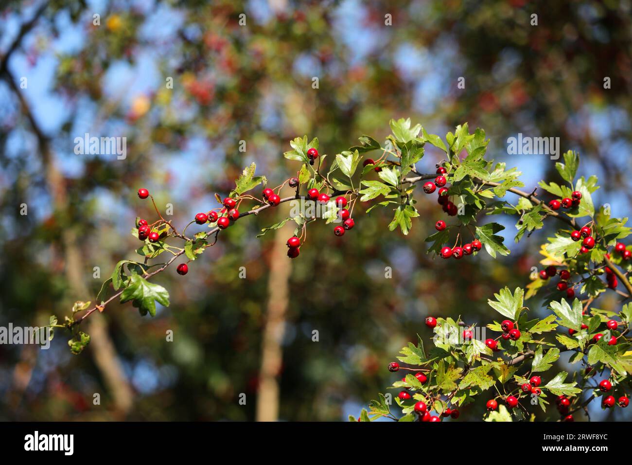 German nature. Common hawthorn bush species (Crataegus monogyna) fruit ...