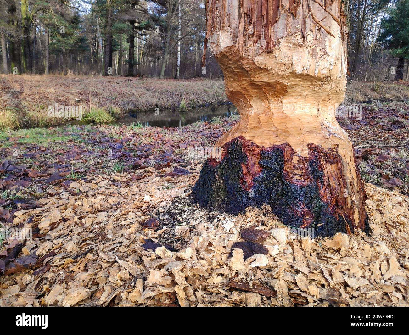 Damage to a tree hi-res stock photography and images - Alamy
