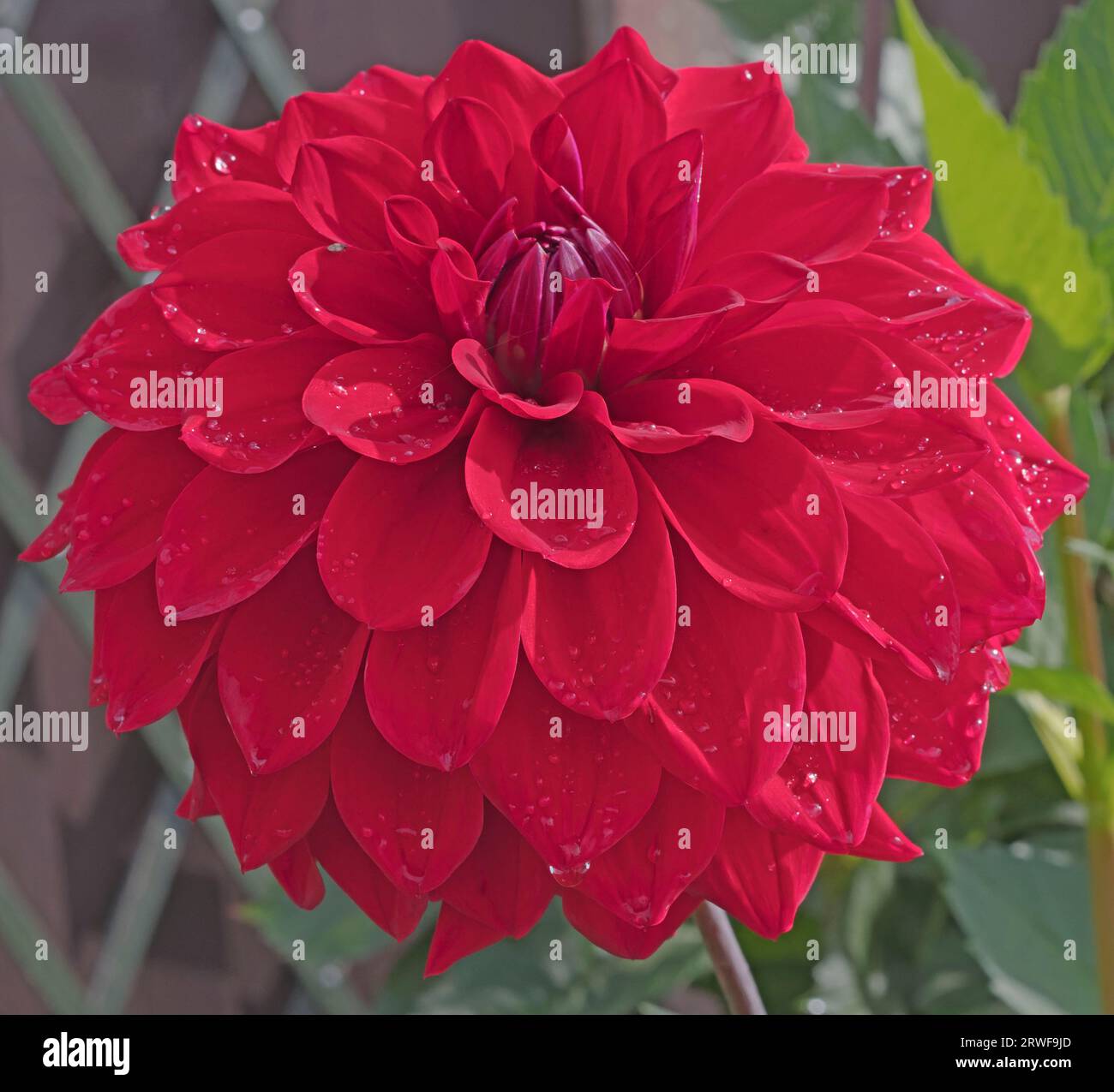Decorative red dahlia dahlia hi-res stock photography and images - Alamy