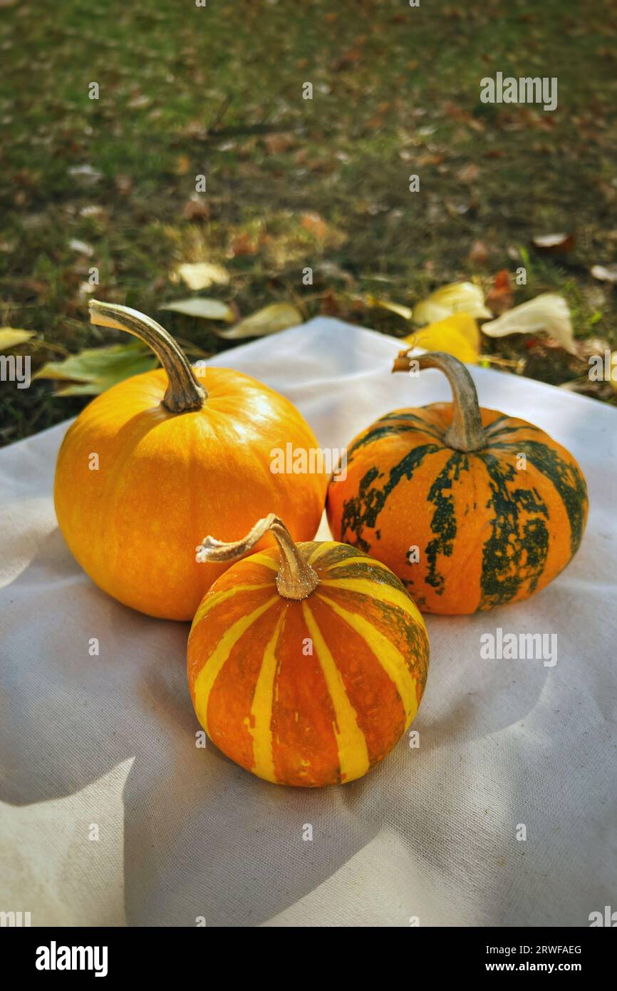 aesthetic fall picnic with pumpkins in autumn park with copy space ...