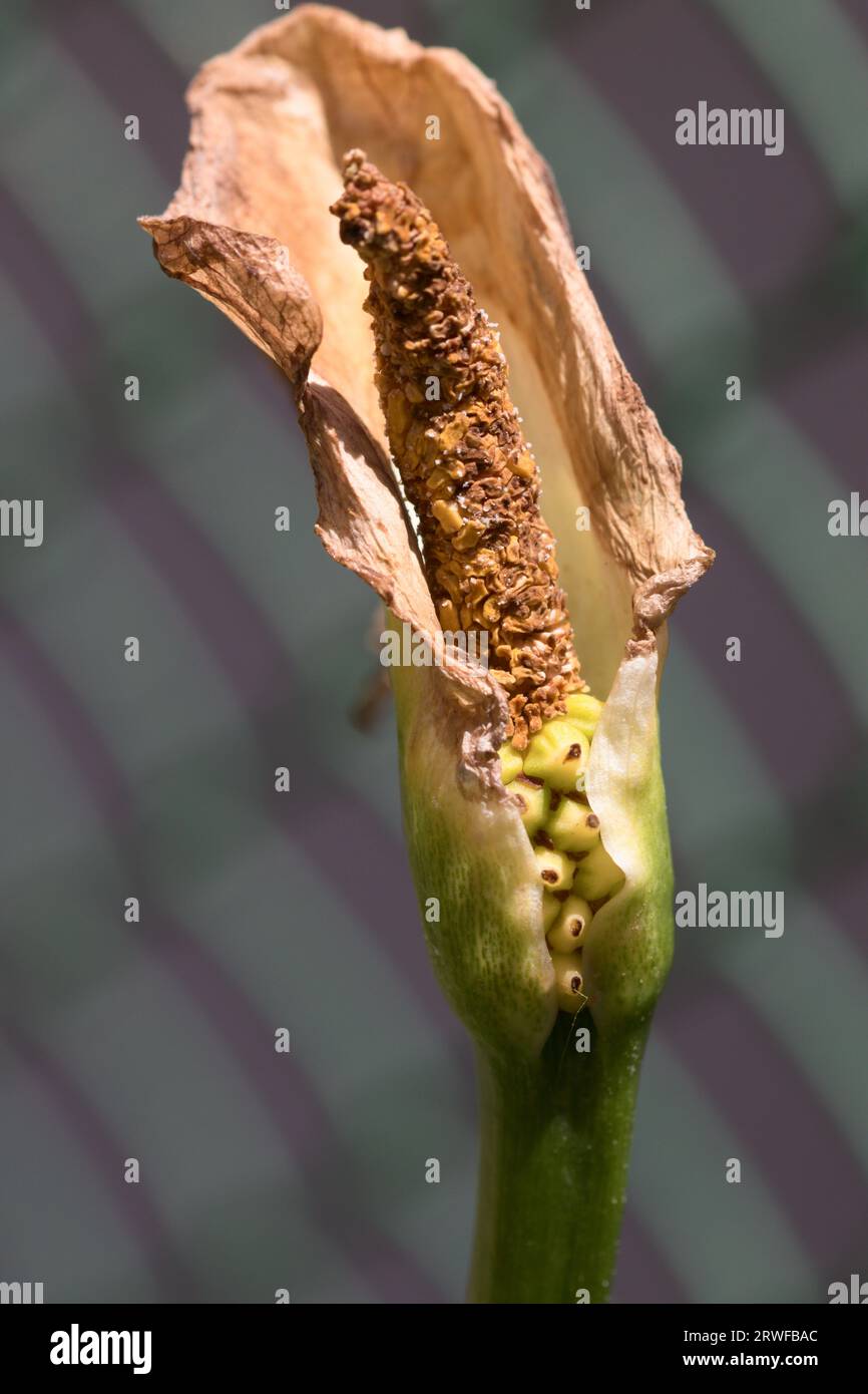 Lily leaf disease hi-res stock photography and images - Alamy