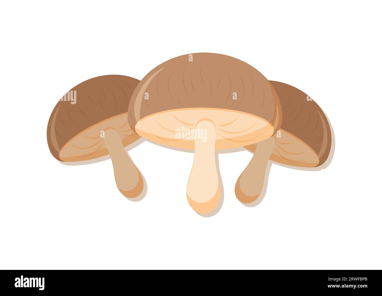 Vector illustration of brown mushrooms fresh vegetable. Delicious ...