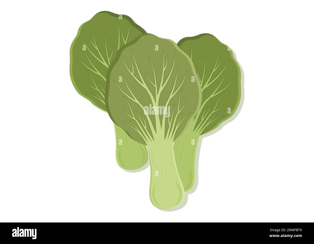 Vector illustration of mustard green pakcoy fresh vegetable. Delicious healthy food Stock Vector ...