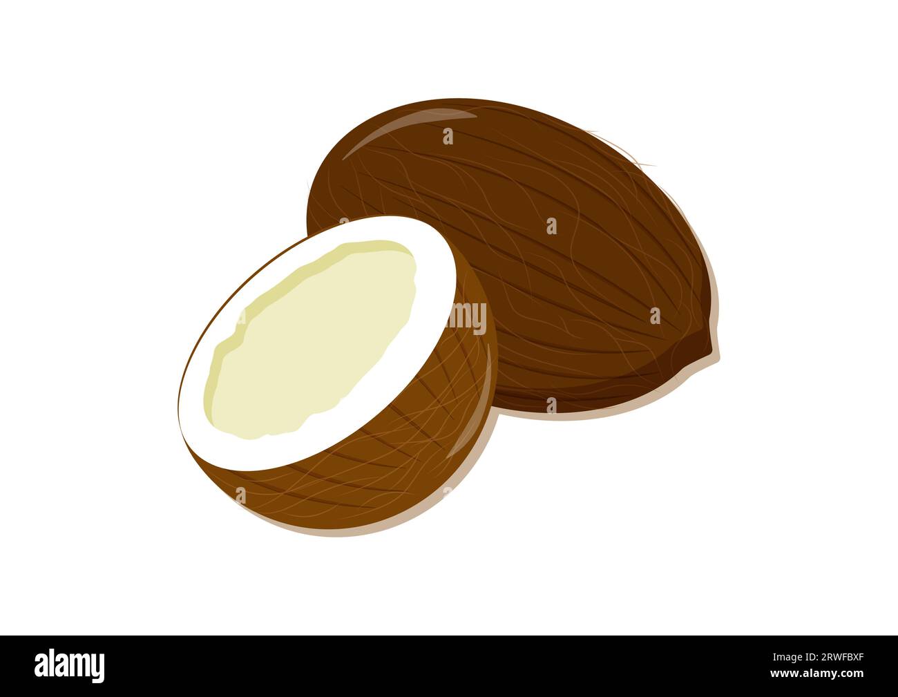 Vector illustration of coconut and half coconut isolated on white ...