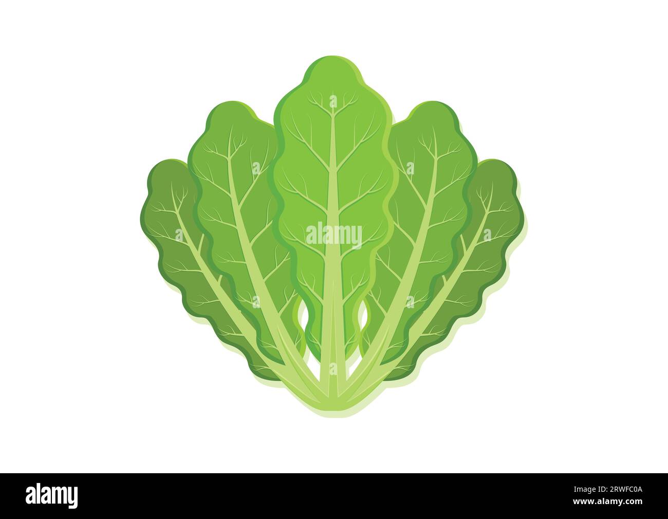 Vector illustration of lettuce fresh vegetable. Delicious healthy food ...