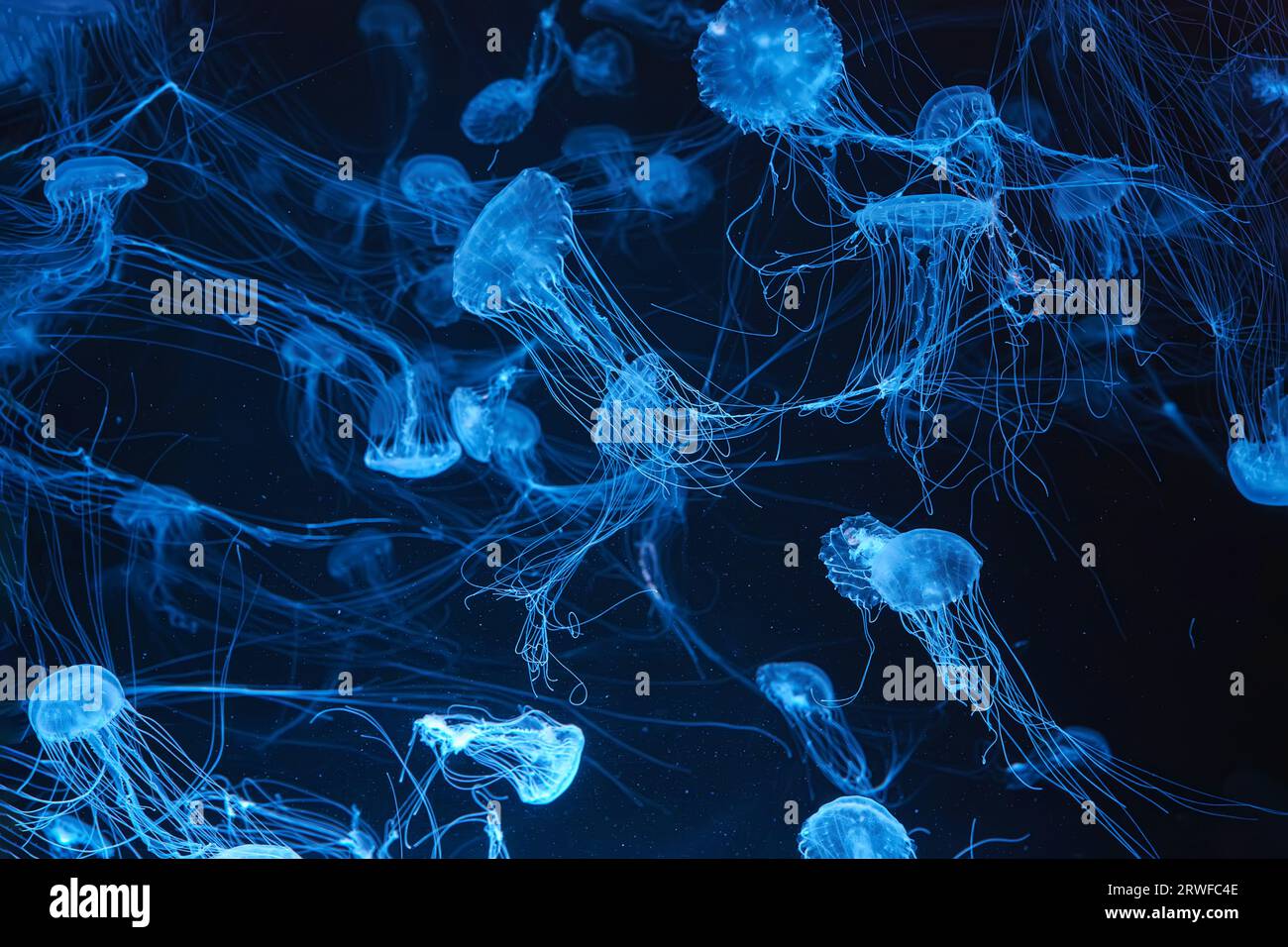 Atlantic sea nettle, Chrysaora quinquecirrha, East Cost sea nettle ...