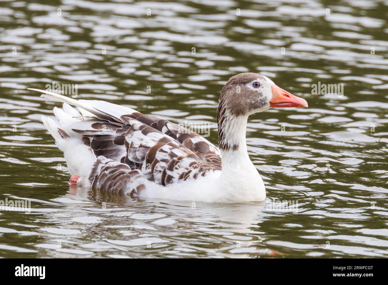 Leucistic Greylag goose, Anser anser, Sussex, UK Stock Photo - Alamy