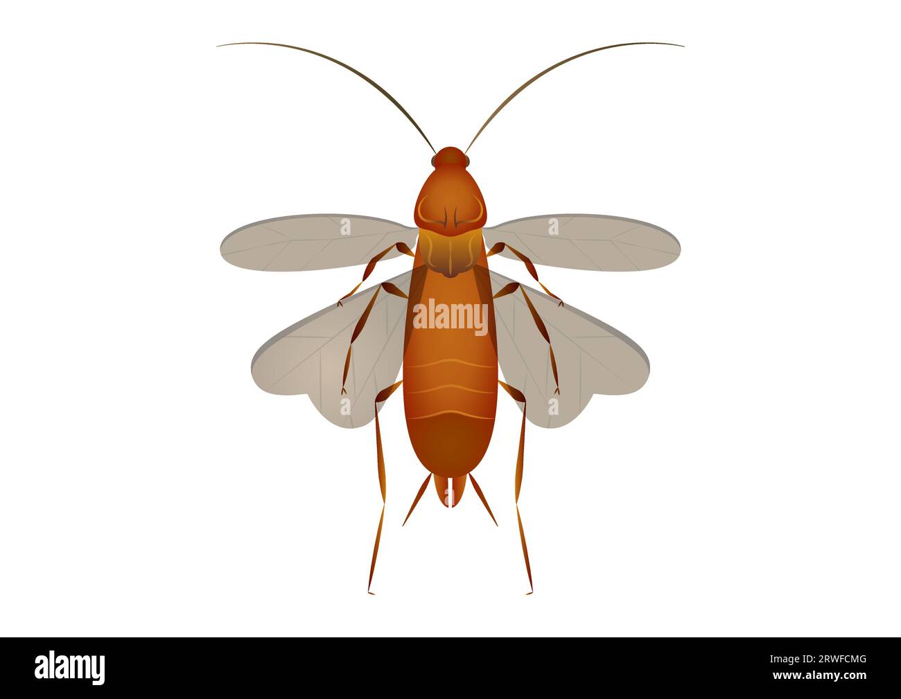 Flying Cockroach Vector Art isolated on White Background Stock Vector ...