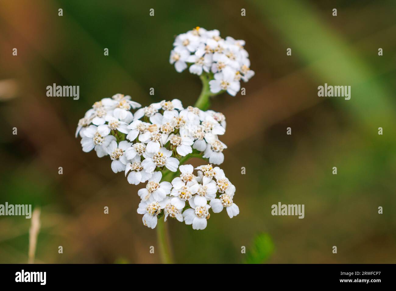 White flowers of the Yarrow plant, Achillea millefolium, of the ...