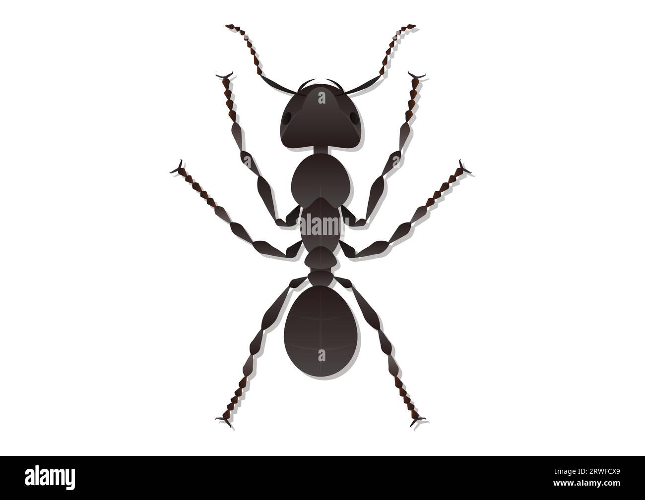 Ant Vector Art Isolated on White Background Stock Vector Image & Art ...