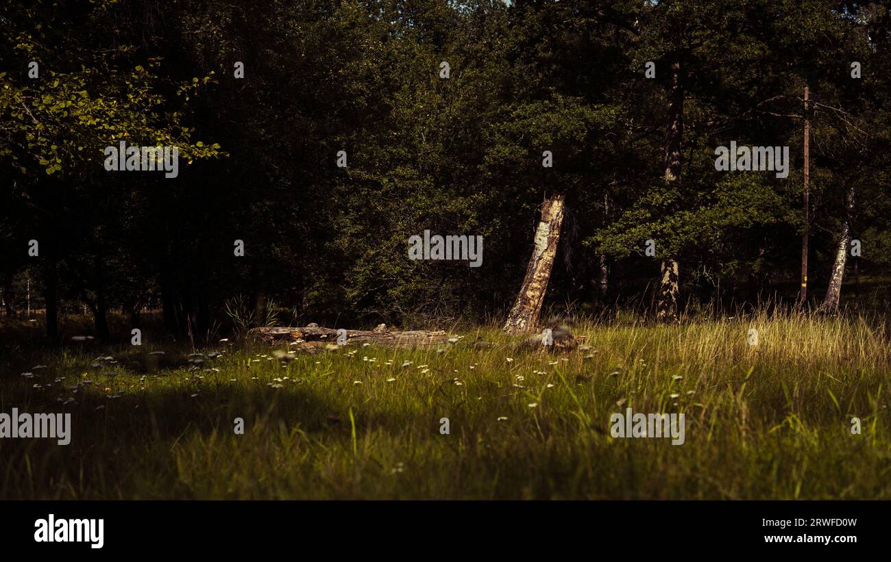 Forest society and colonialism hi-res stock photography and images - Alamy