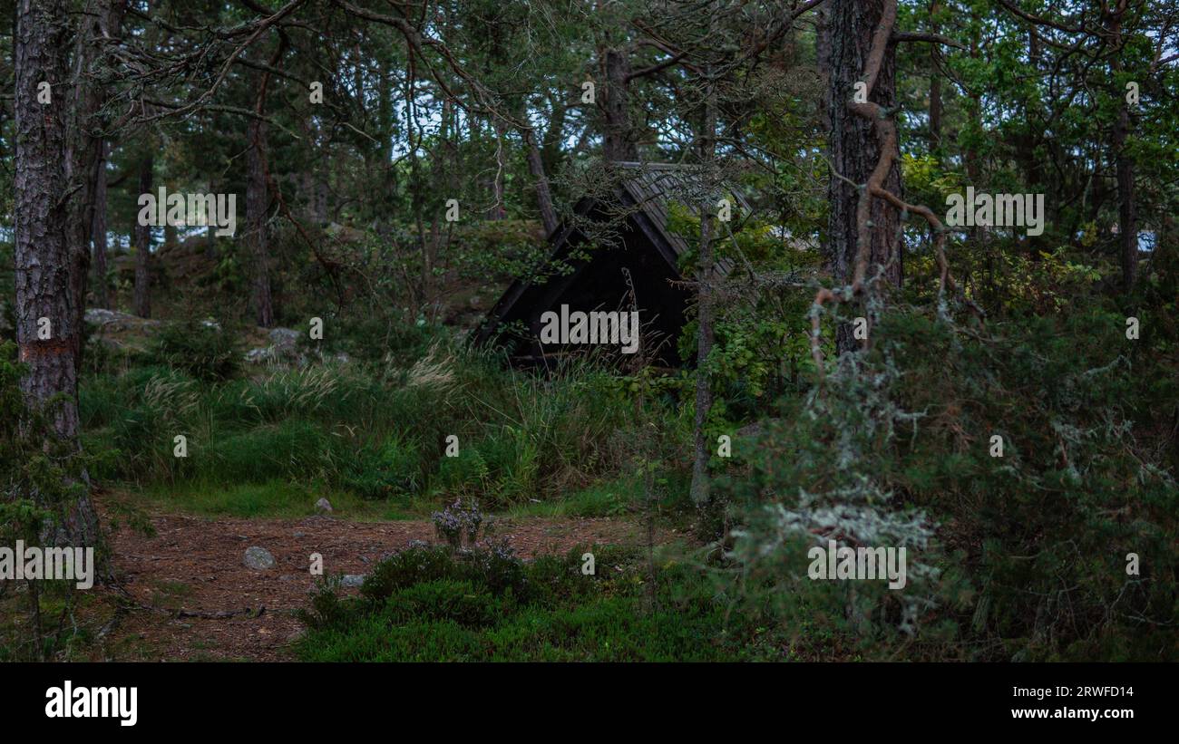 The lost forest Stock Photo - Alamy