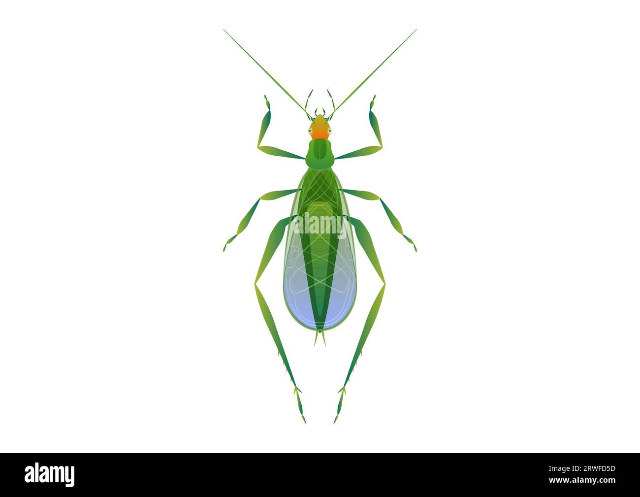 Tree Cricket Vector Art isolated on white background Stock Vector Image ...