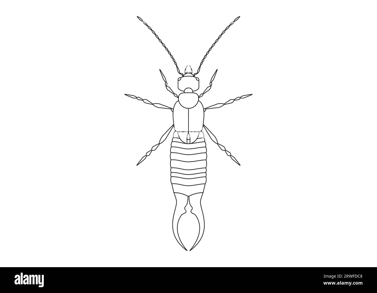Black and White Earwig Clipart Vector isolated on White Background ...