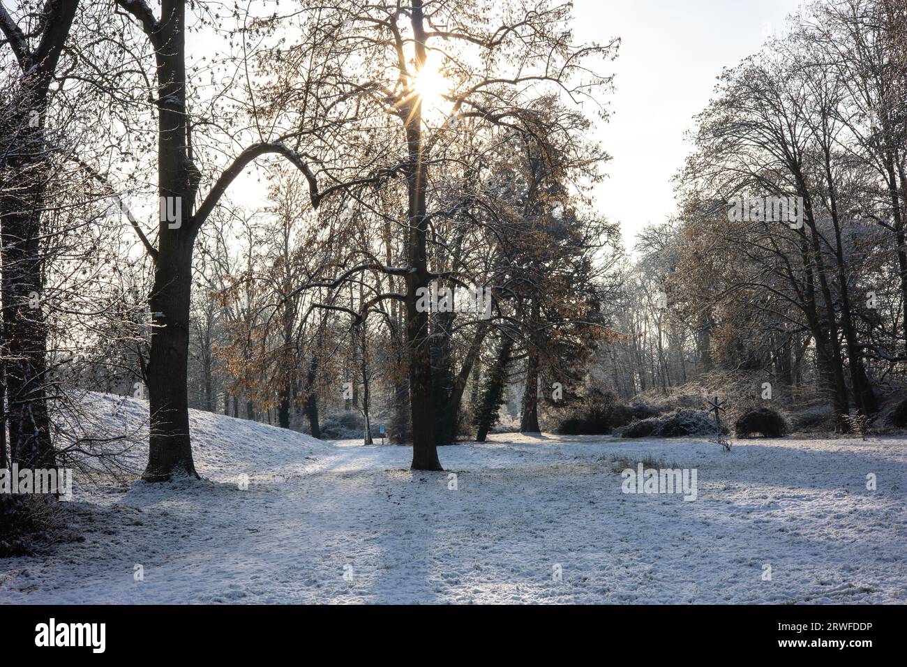 A winter landscape with snow in a forest in the sun light and sun rays ...