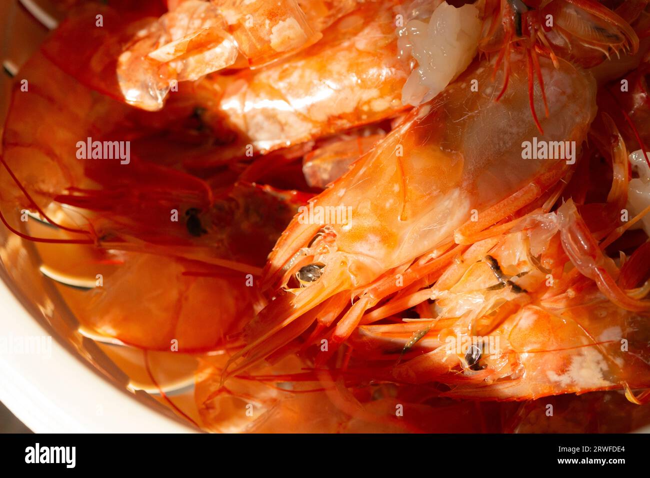 Shelled animal hi-res stock photography and images - Alamy