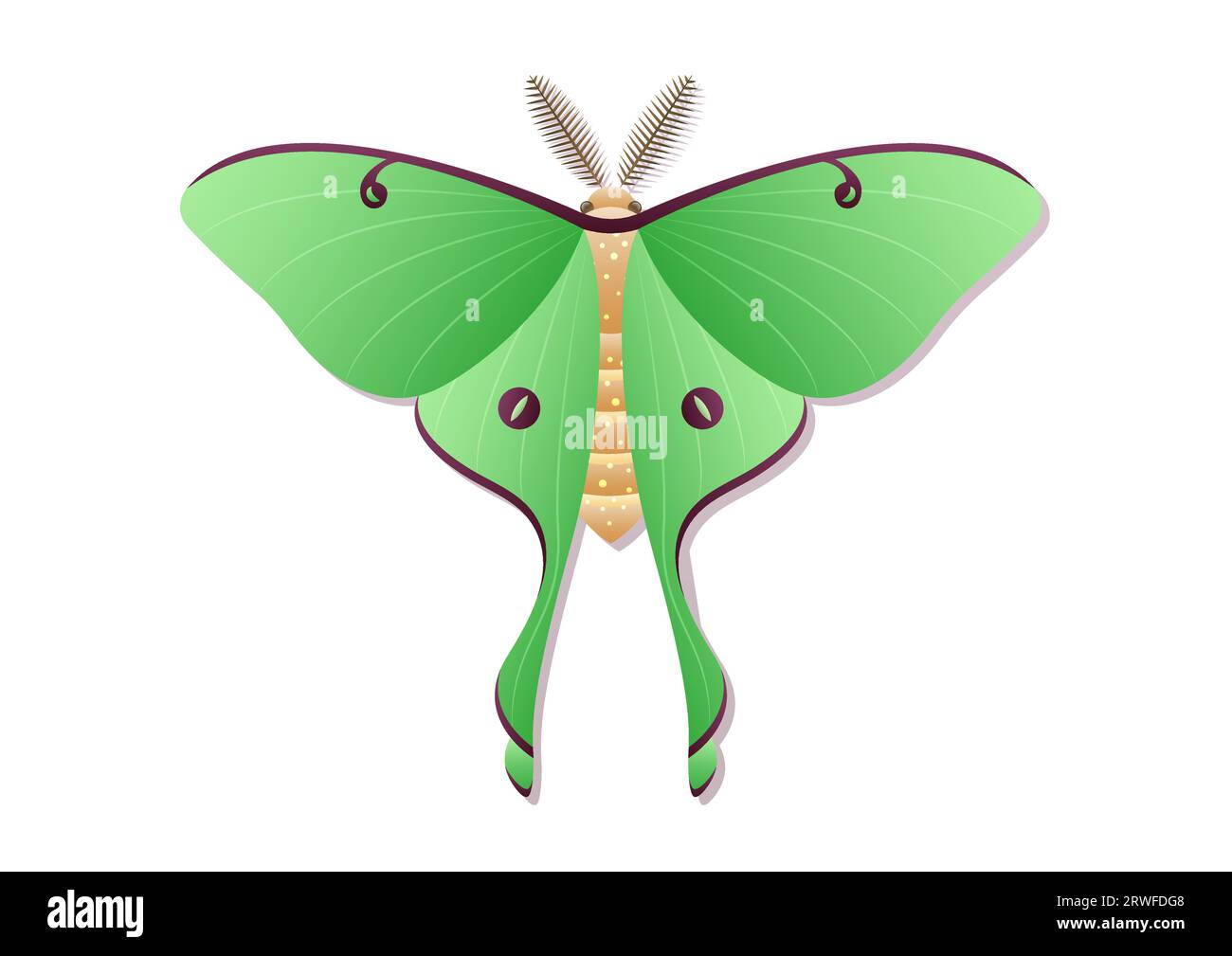 Luna moth Stock Vector Images - Alamy