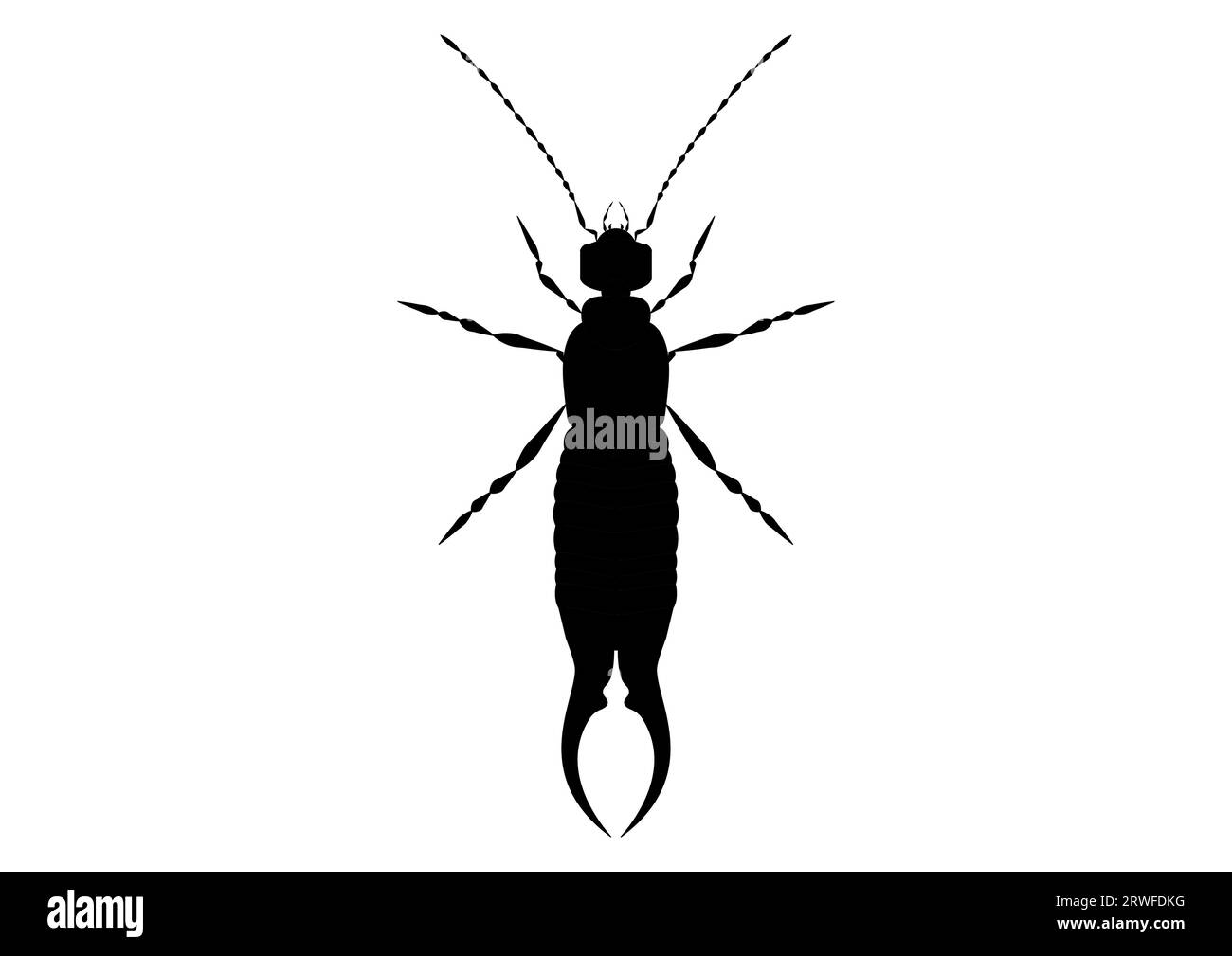 Black and White Earwig Clipart Vector isolated on White Background ...