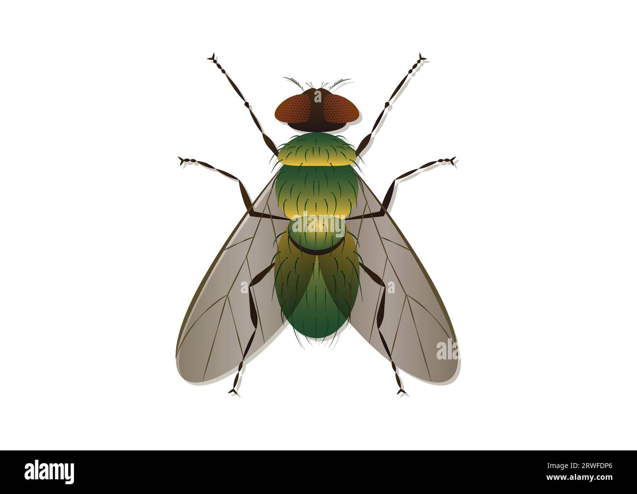 Monarch butterfly on green background Stock Vector Images - Alamy