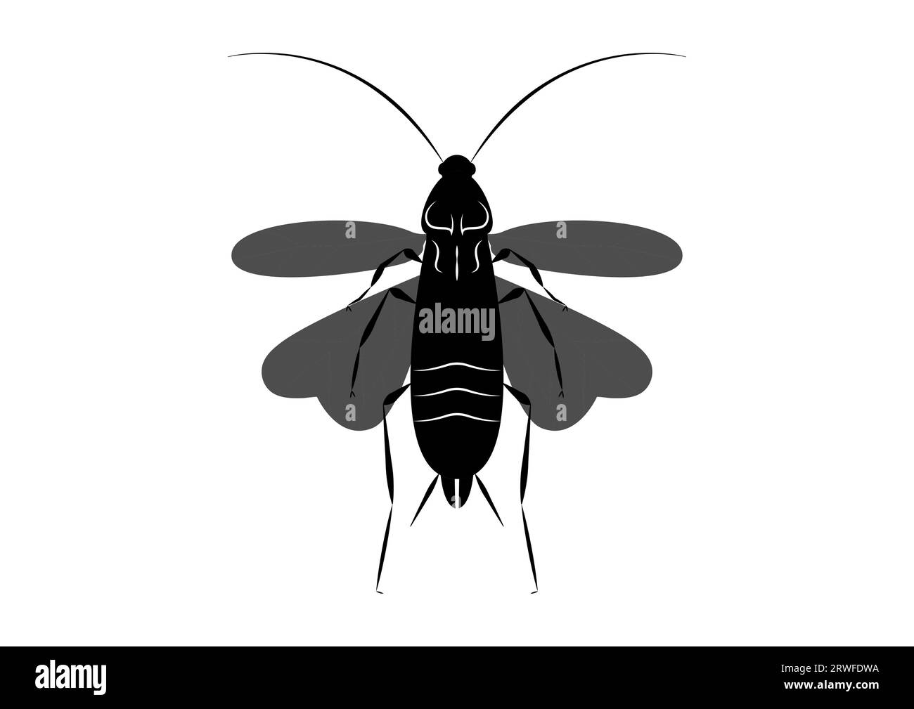 Black and White Flying Cockroach Clipart Vector isolated on White ...