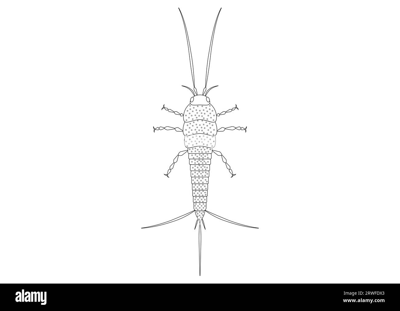Black and White Thysanura Insect Vector Clipart. Coloring Page of a ...
