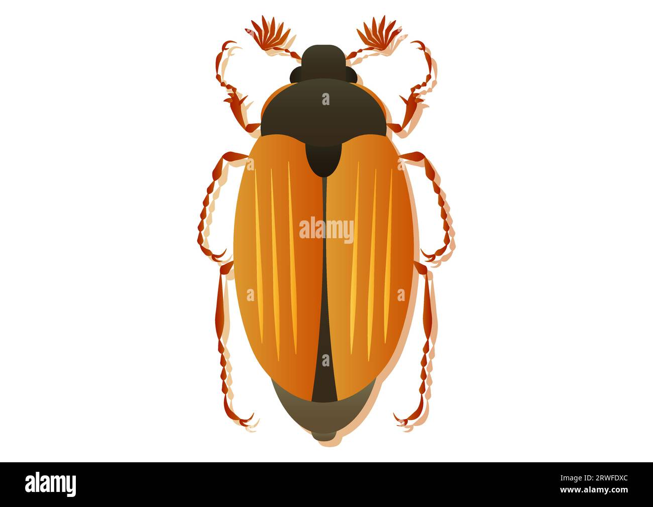 May Beetle Vector Art Isolated on White Background Stock Vector Image ...