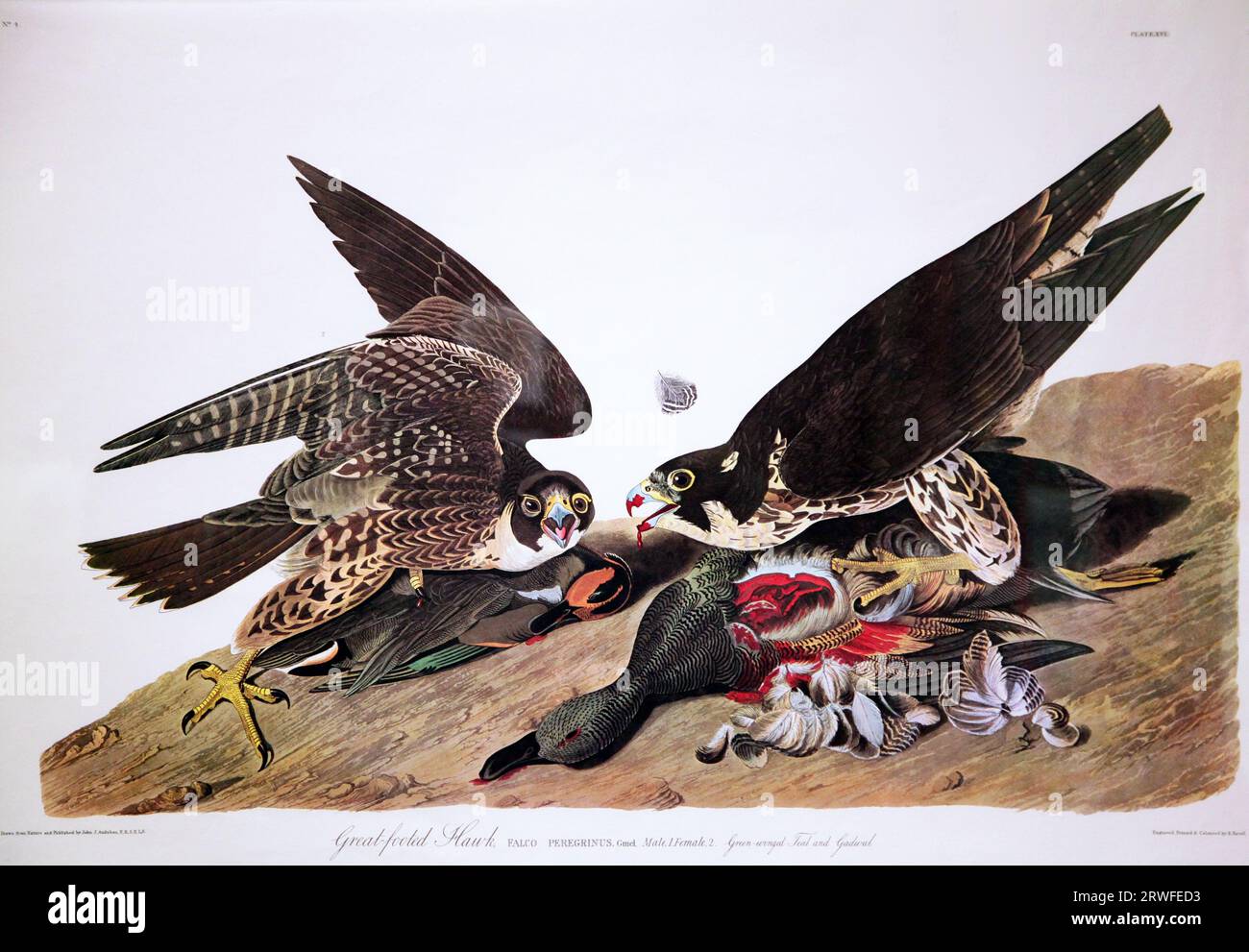 Peregrine Falcon by John James Audubon (1785-1851) from ''The Birds of ...