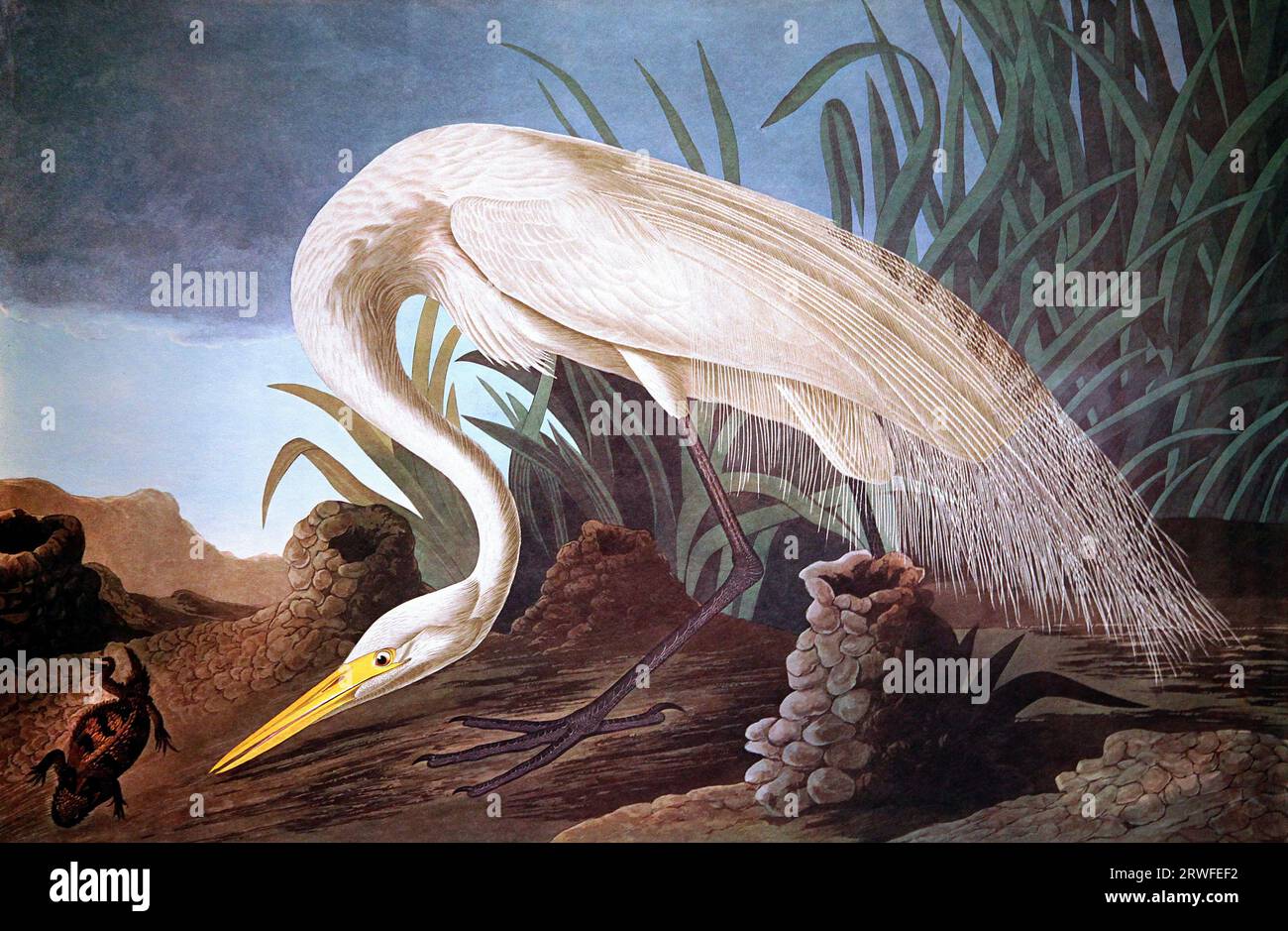 Great White Egret by John James Audubon (1785-1851) from ''The Birds of ...