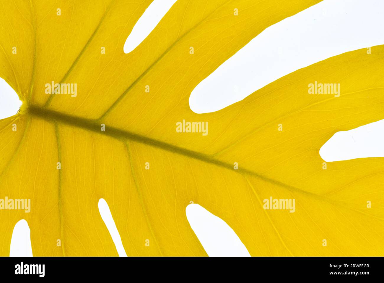 Yellowed leaf of Swiss Cheese Plant: Monstera deliciosa Stock Photo - Alamy