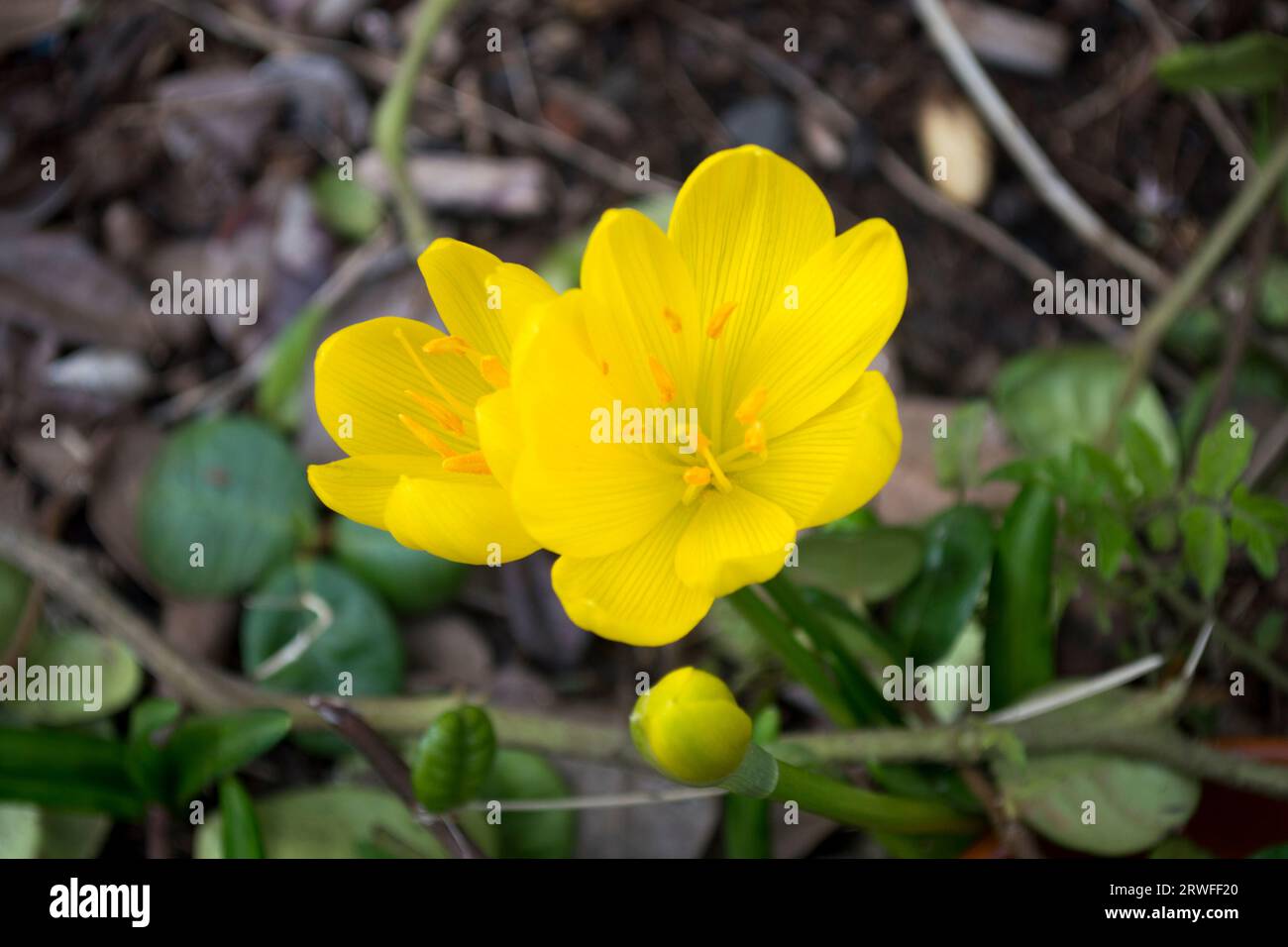 Flor amarilla floreciendo hi-res stock photography and images - Alamy