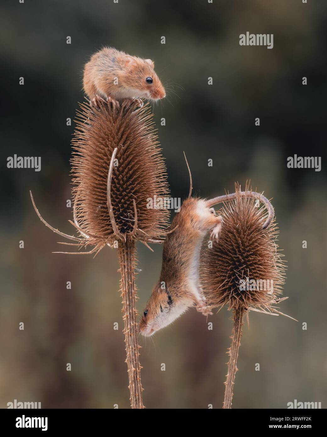 Harvest Mouse () in a late summer/ early autumn backdrop Stock Photo ...