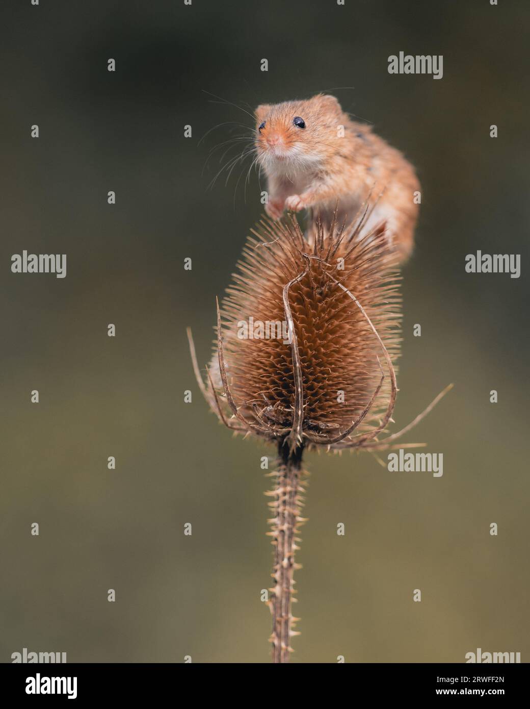 Harvest mice on teasel hi-res stock photography and images - Alamy