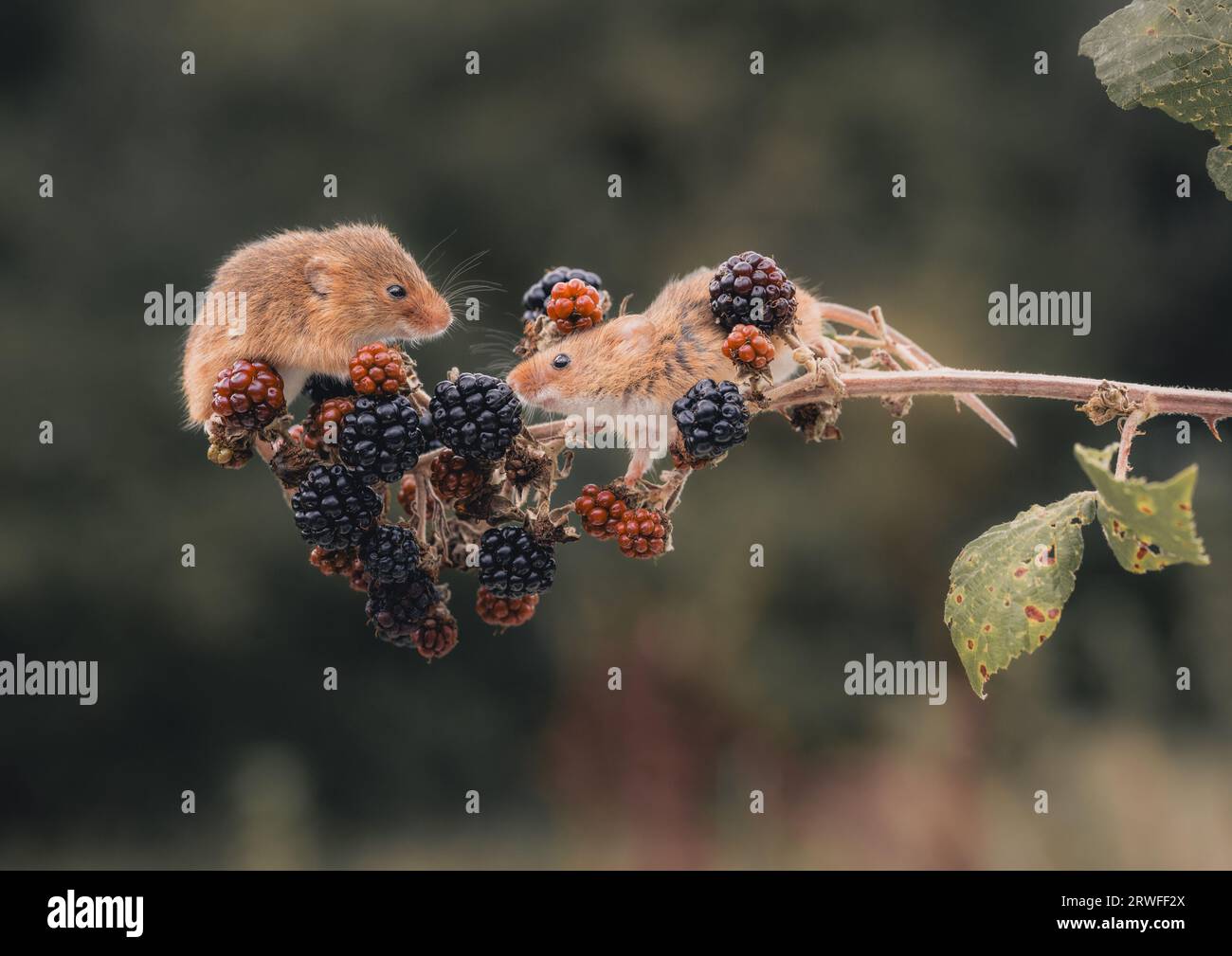 Harvest Mouse () in a late summer/ early autumn backdrop Stock Photo ...