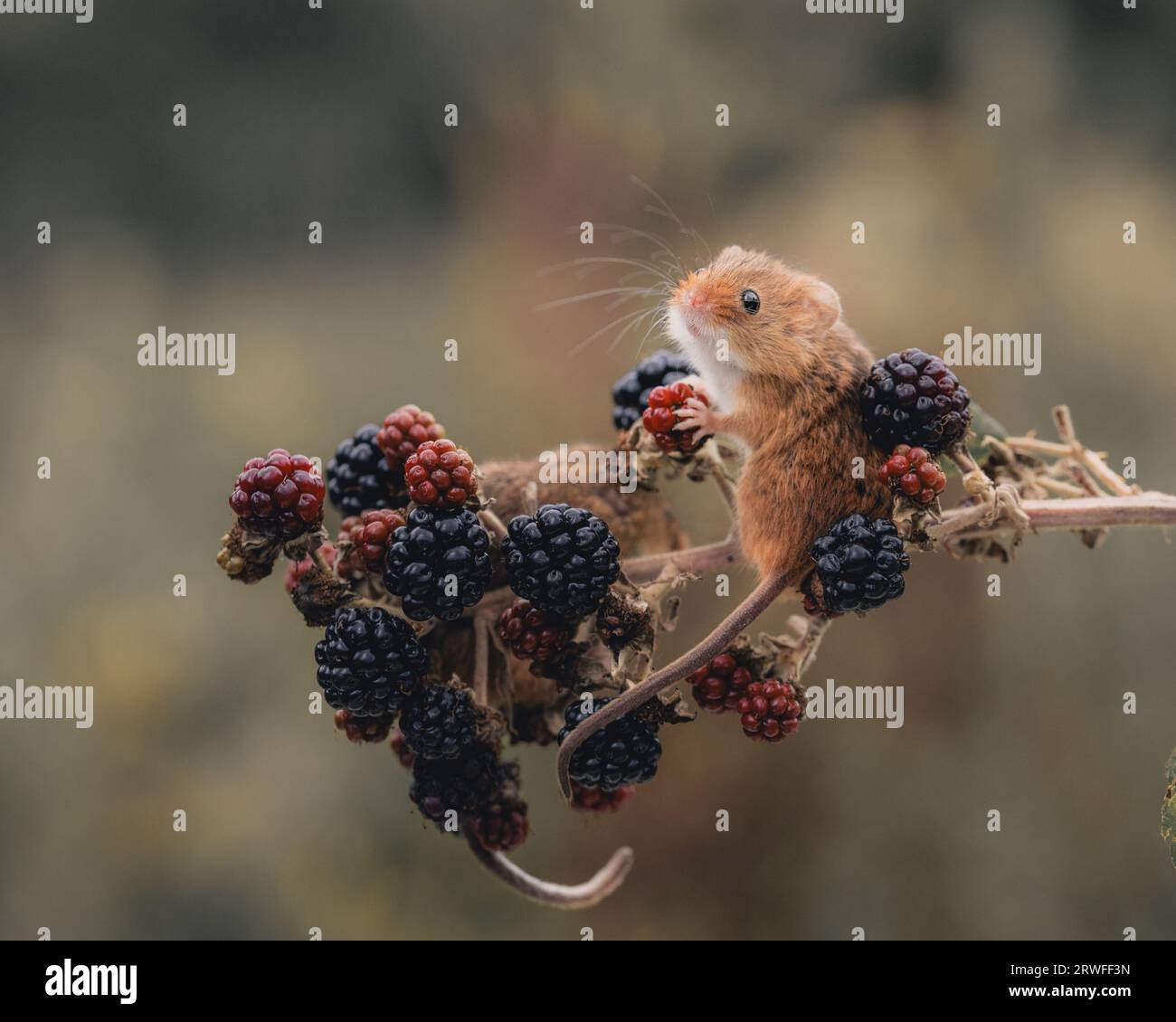 Harvest Mouse () in a late summer/ early autumn backdrop Stock Photo ...
