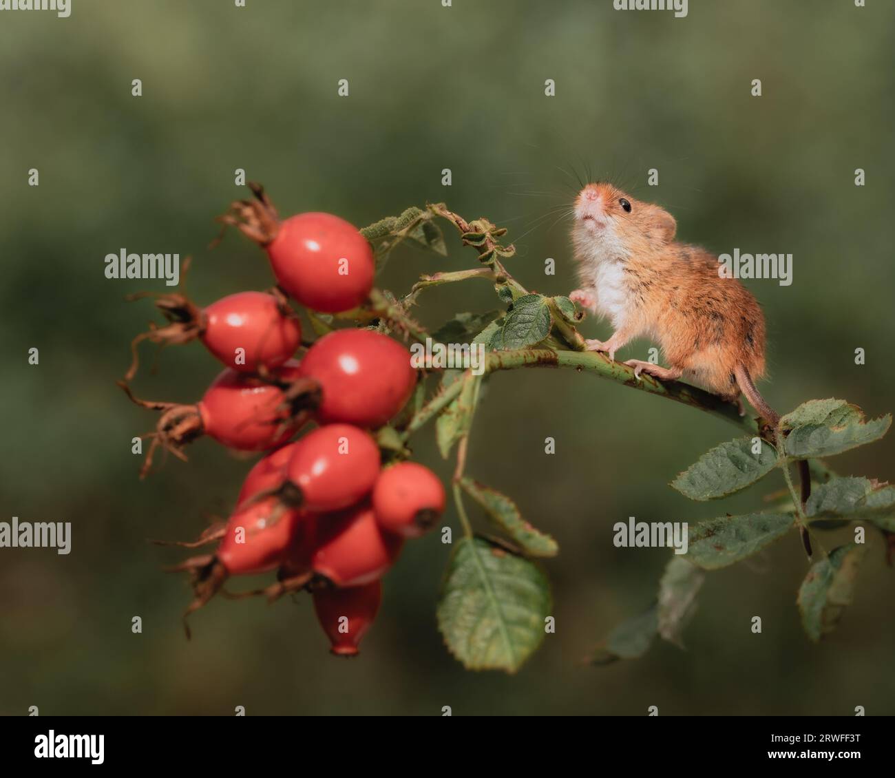 Harvest Mouse () in a late summer/ early autumn backdrop Stock Photo ...