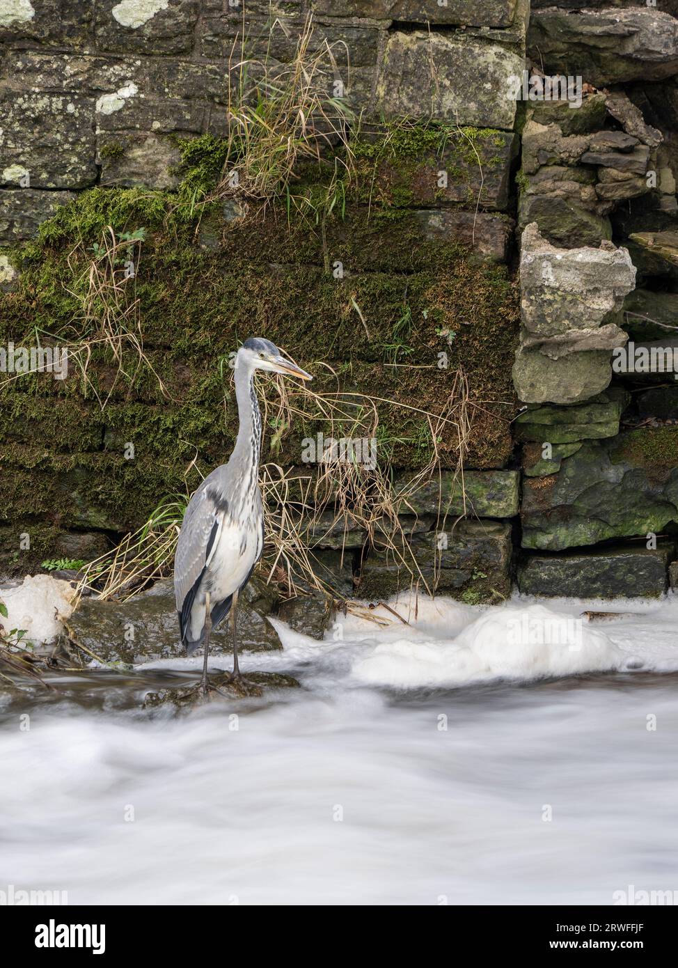 A Heron fishing beside the weir on the River Onny at Stokesay near ...