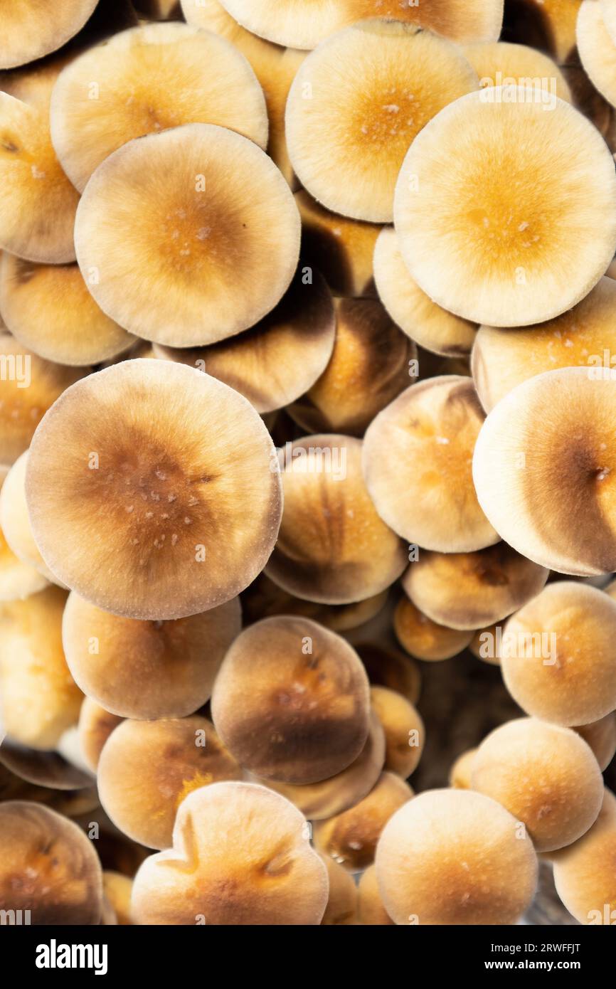 A variety of mushrooms of the species Psilocybe cubensis Argentina ...