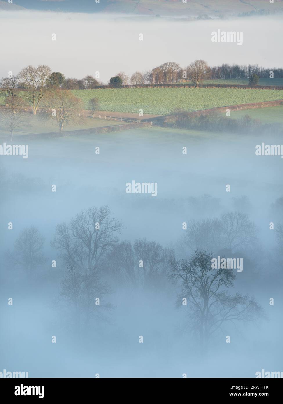 Emergent tree in mist hi-res stock photography and images - Alamy