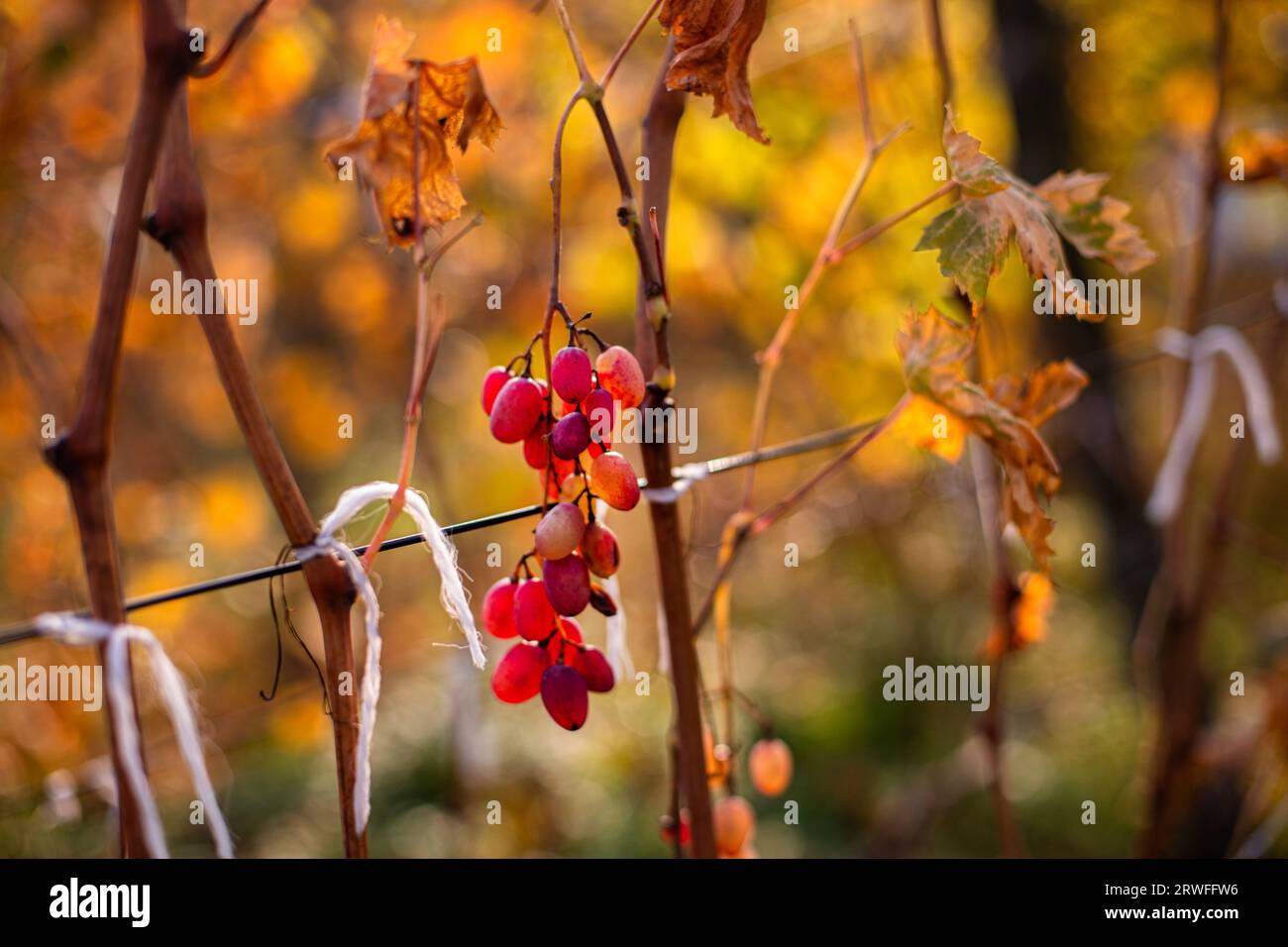 Eiswein hi-res stock photography and images - Alamy