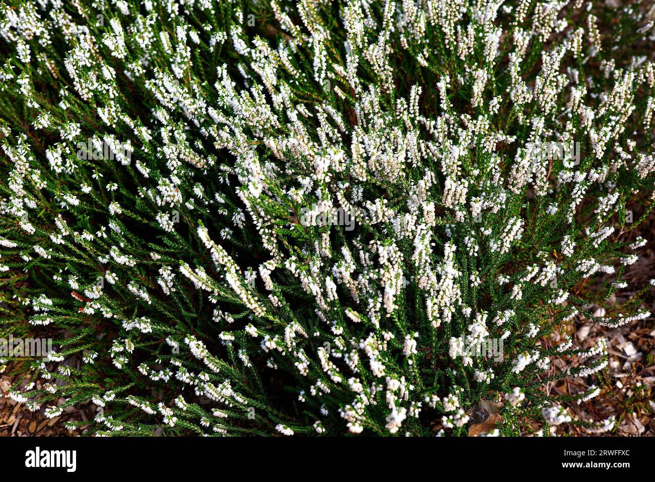 Closeup of the mid-green foliage and upright white flowers of the ...