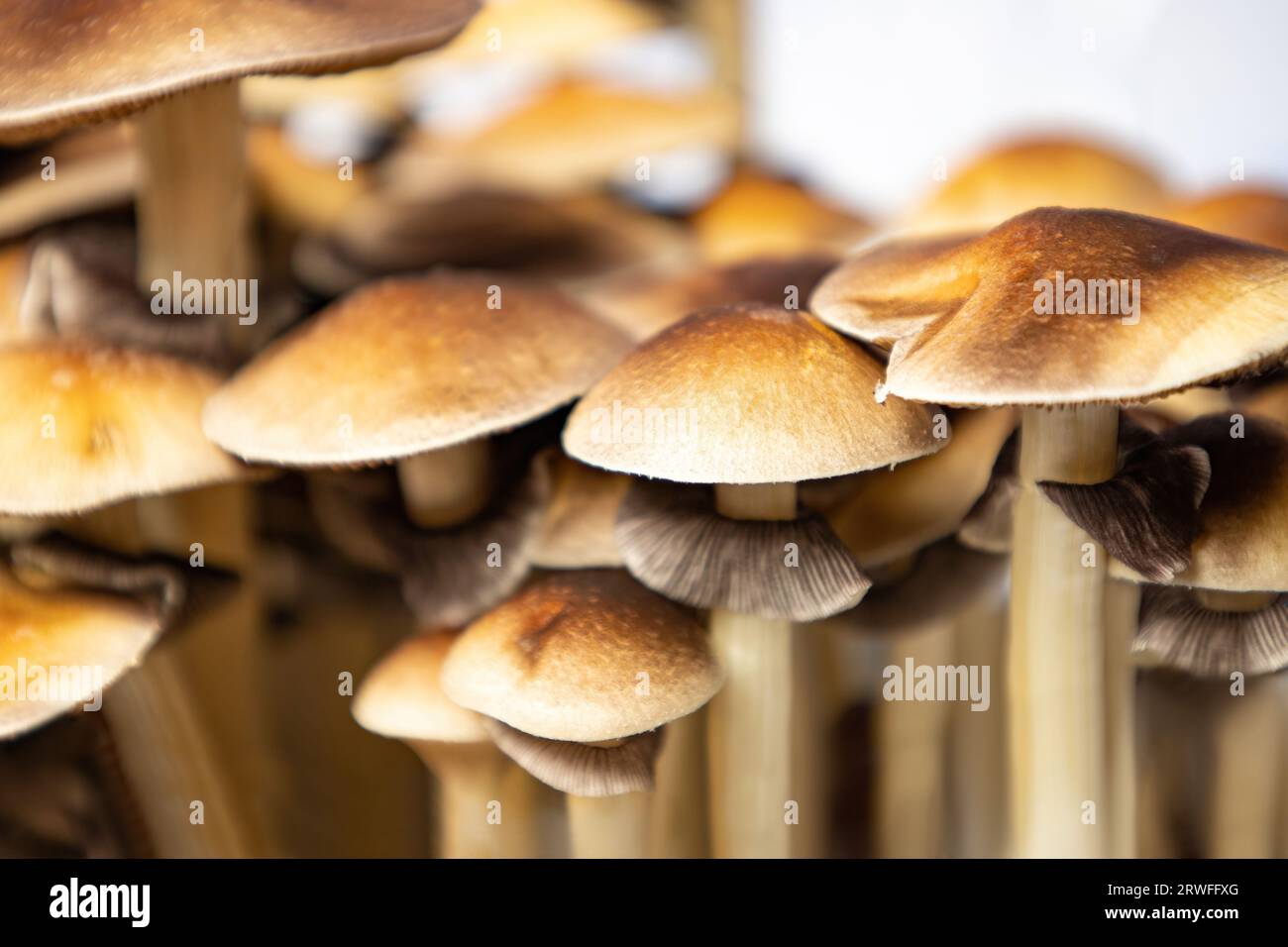 Many mushrooms of the species Psilocybe cubensis Argentina on a white ...