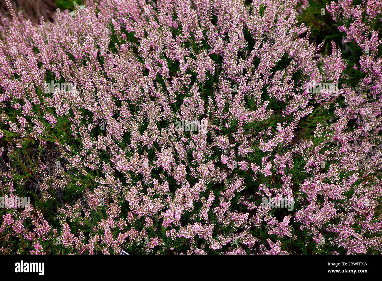 Calluna vulgaris redbud hi-res stock photography and images - Alamy
