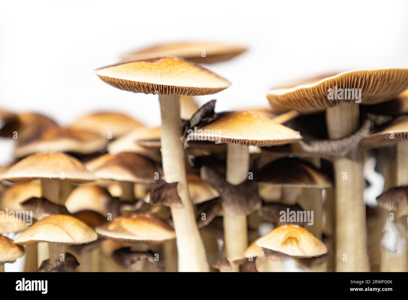 Many mushrooms of the species Psilocybe cubensis Argentina on a white ...
