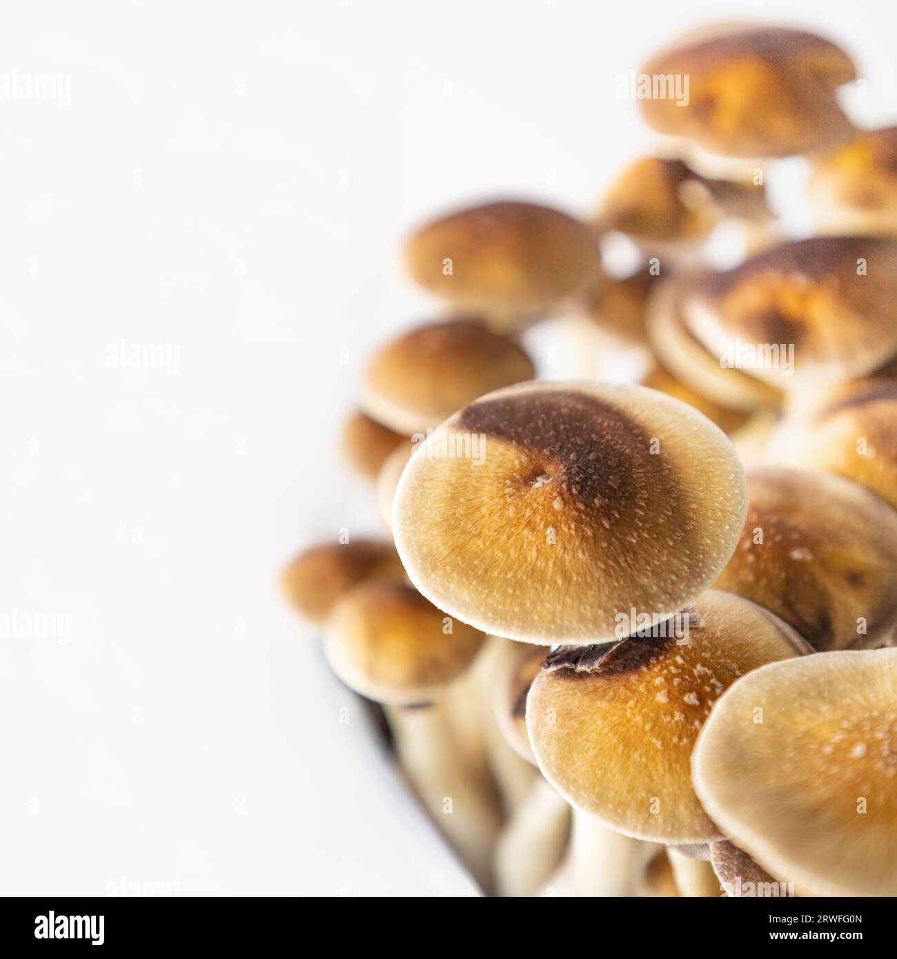 Many mushrooms of the species Psilocybe cubensis Argentina on a white ...