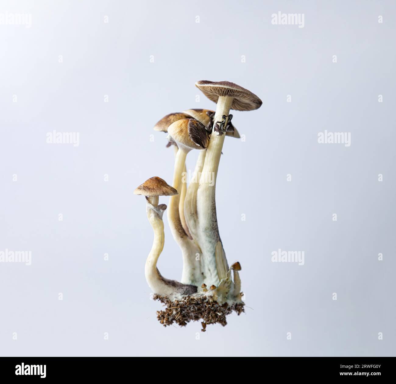Psilocybe cubensis hi-res stock photography and images - Alamy