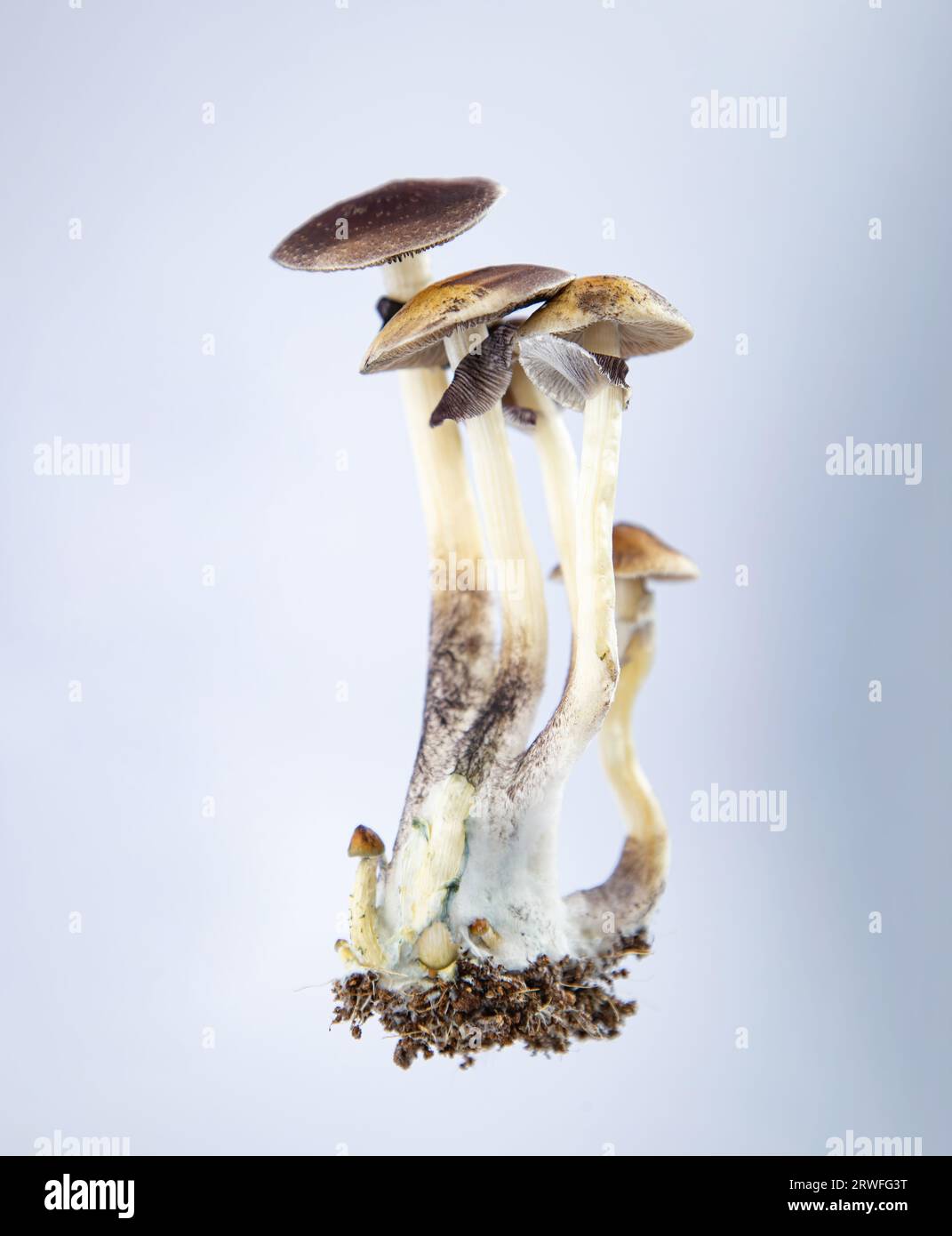 Many mushrooms of the species Psilocybe cubensis Argentina on a white ...