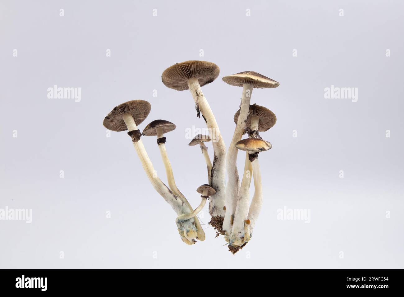 Many mushrooms of the species Psilocybe cubensis Argentina on a white ...